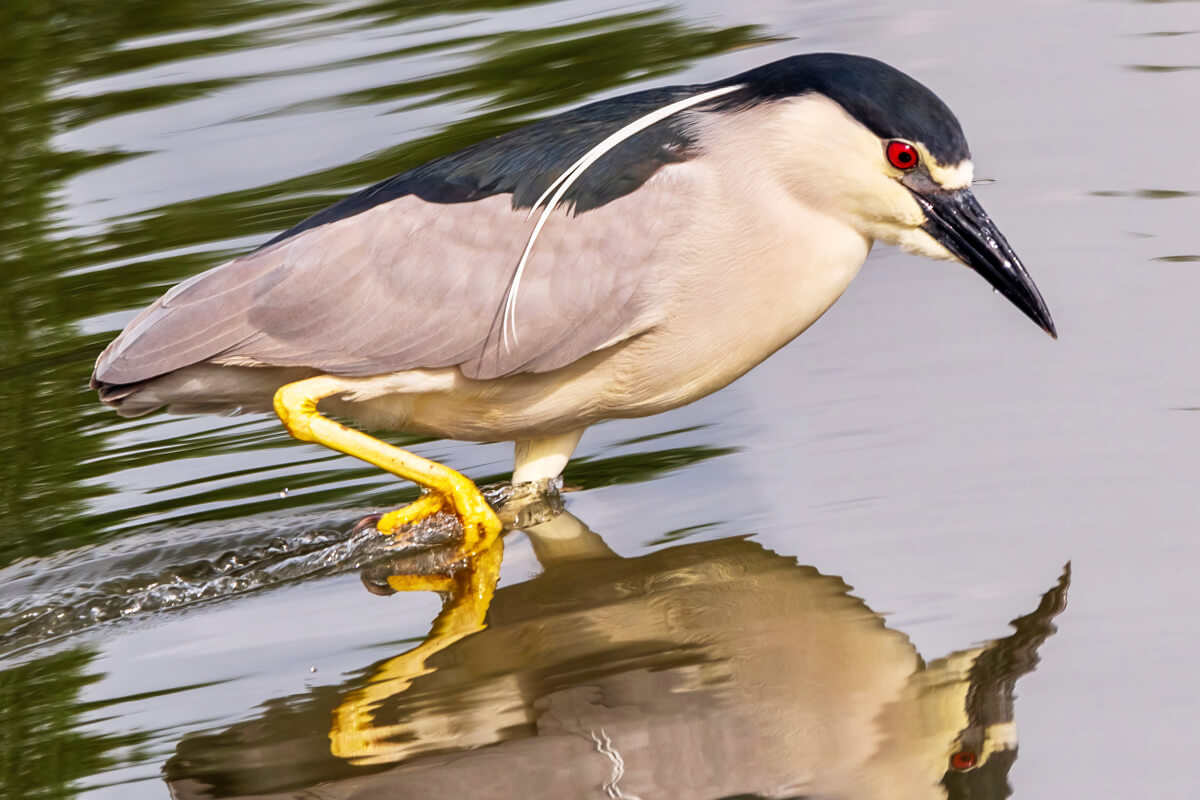 Black crowned Night Heron American Bird Conservancy