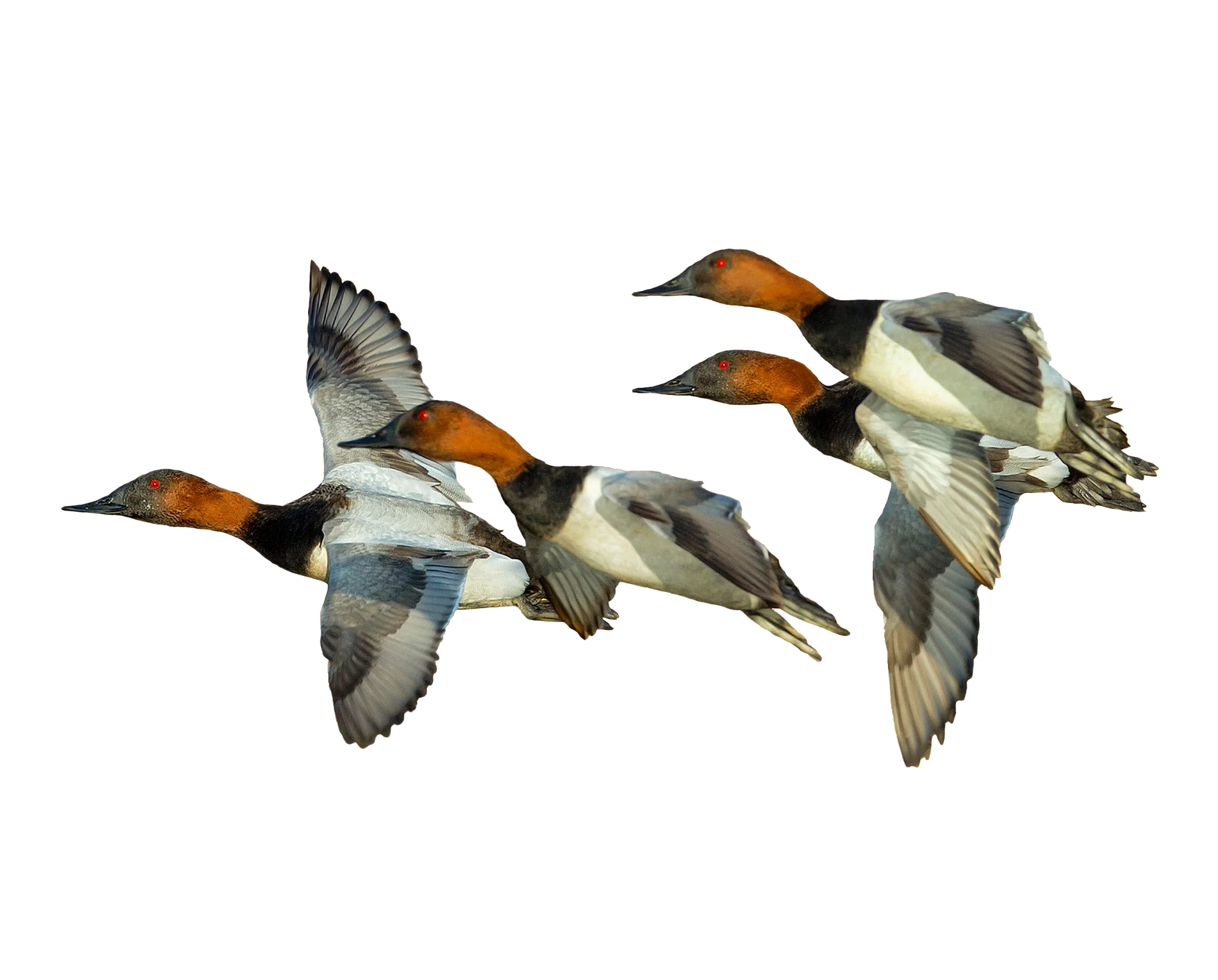 Homepage 2 - American Bird Conservancy