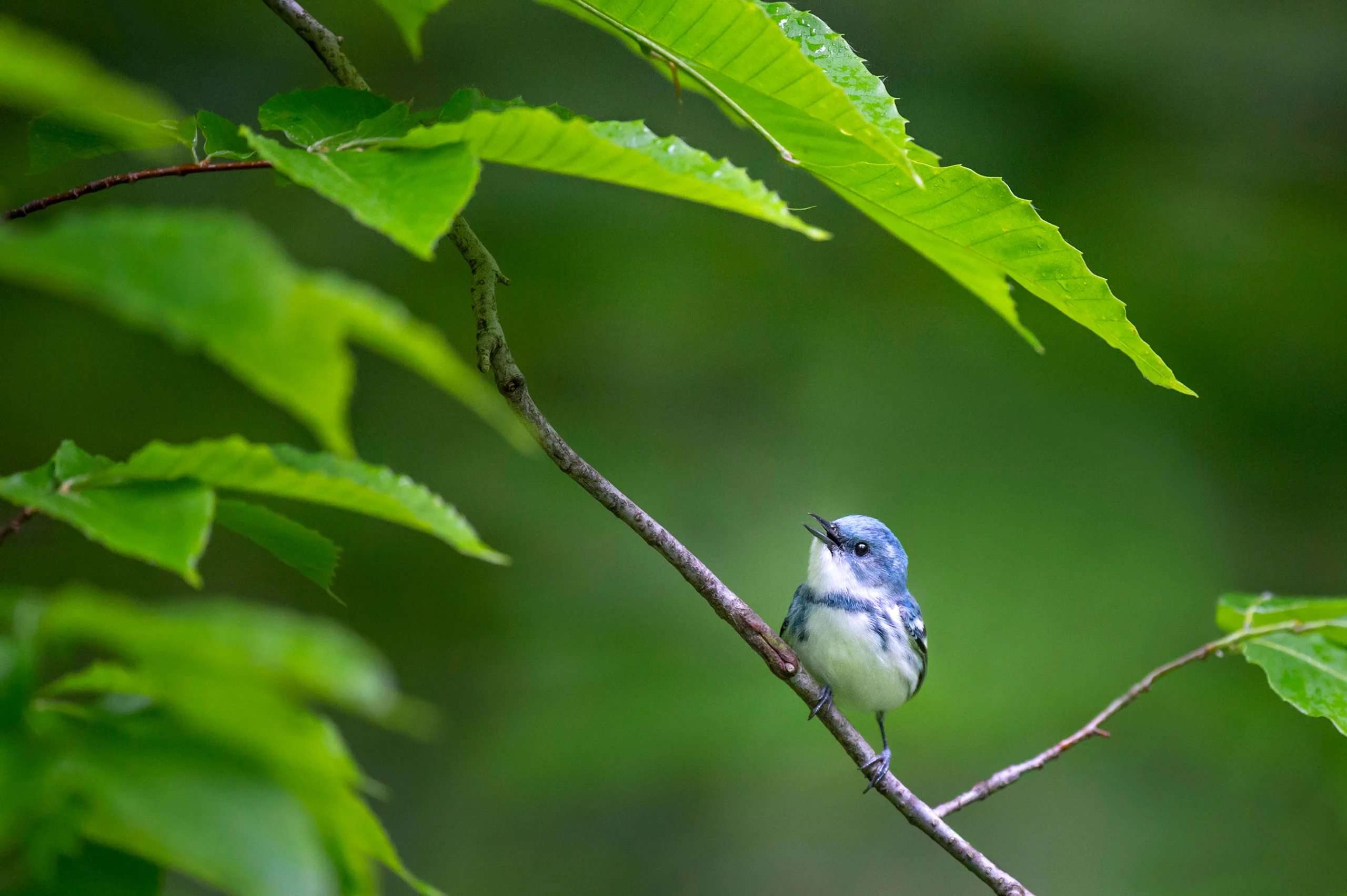Temperate Forests: Conserving Vital Bird Habitat in Any Season ...
