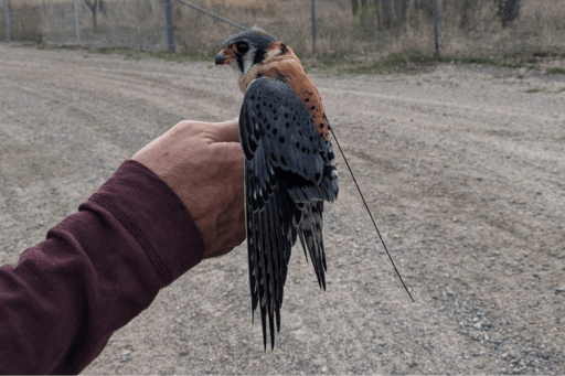 How Do Scientists Track Migrating Birds? A Look at Tracking Tech ...