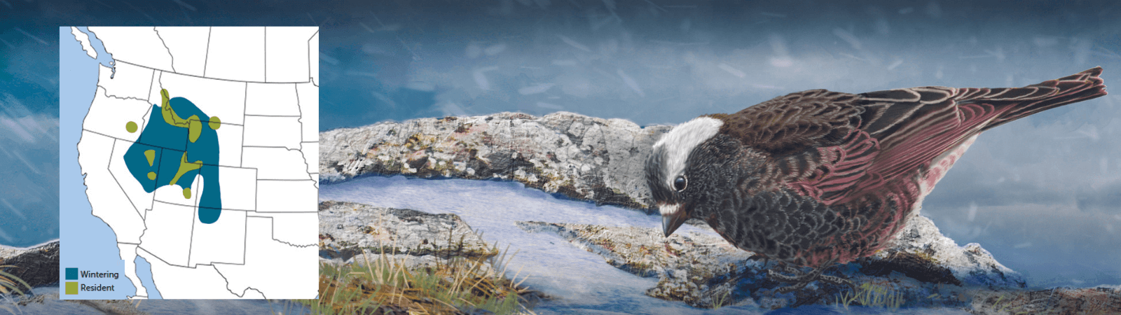 Demystifying Rosy-Finches: Understanding the American West's Off-the ...