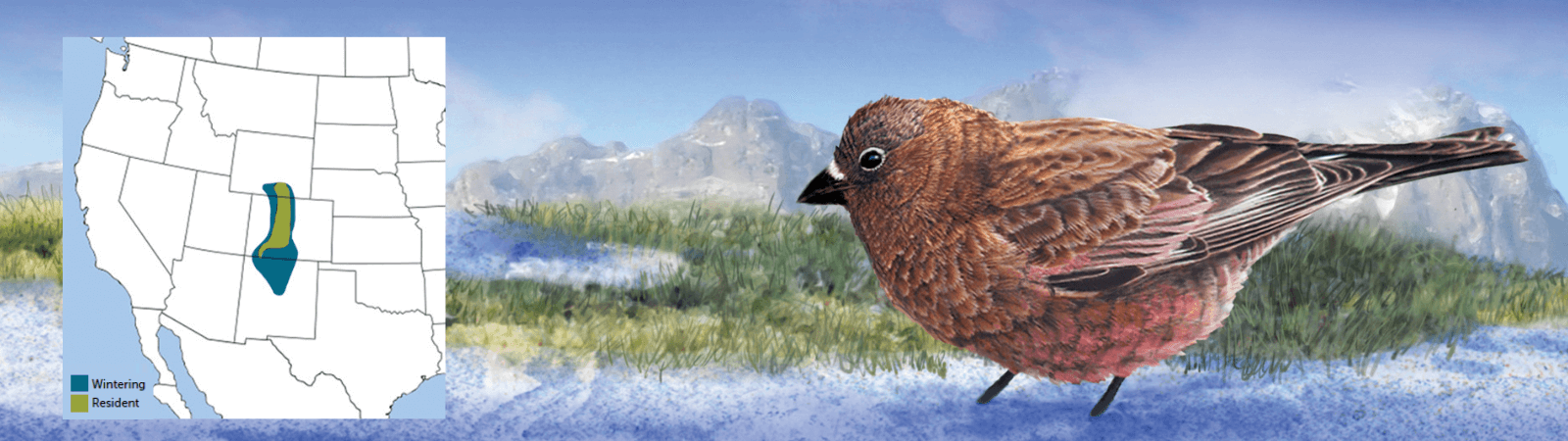 Demystifying Rosy-Finches: Understanding the American West's Off-the ...