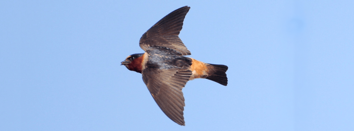 Swallows of the United States: Eight Swallows to Know - American Bird ...