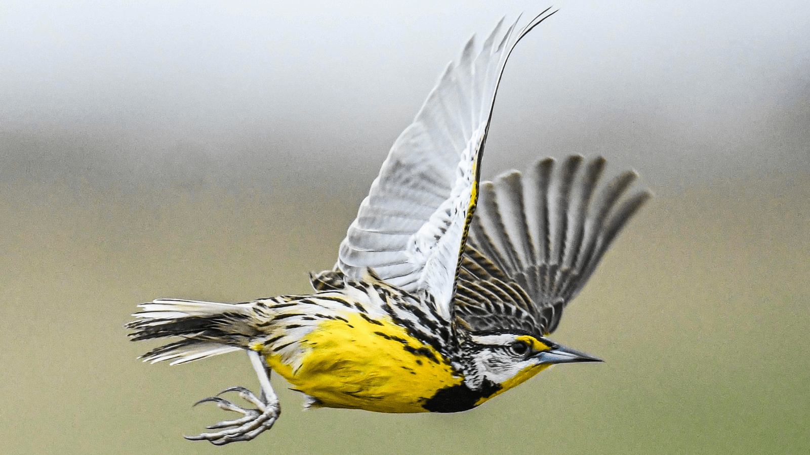 An Excerpt from A Wing and a Prayer: The Race to Save our Vanishing ...