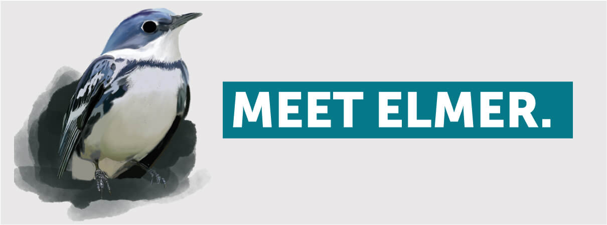 Meet Elmer, One Smart, Lucky Cerulean Warbler - American Bird Conservancy