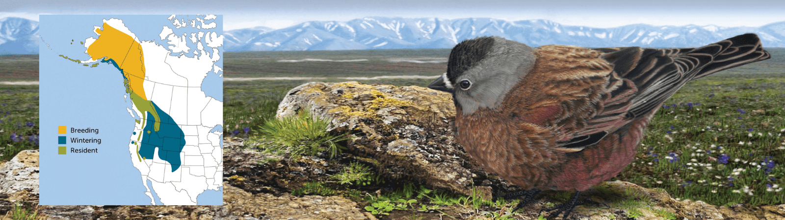 Demystifying Rosy-Finches: Understanding the American West's Off-the ...