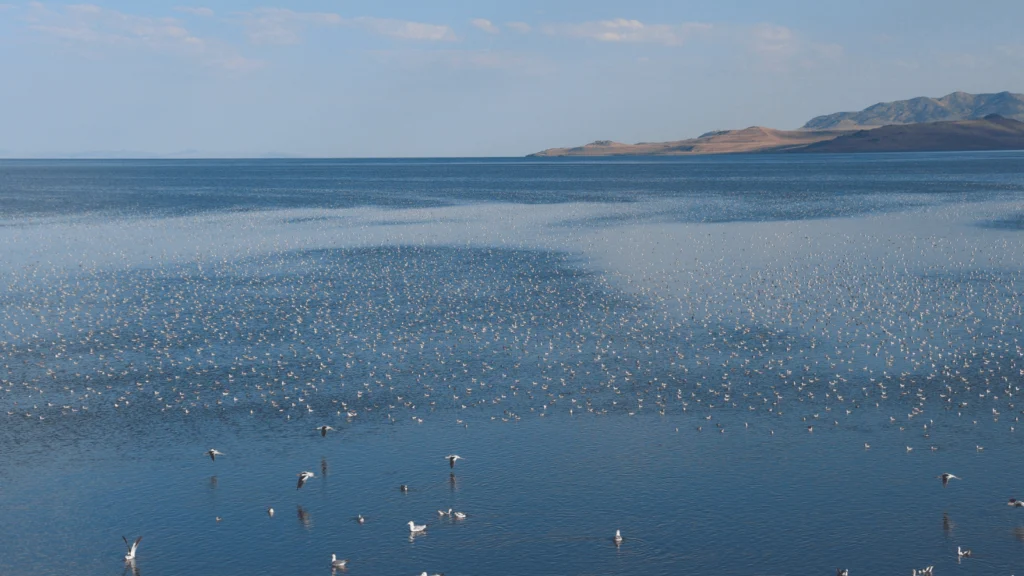 Stepping Up for Birds — and Habitat - American Bird Conservancy