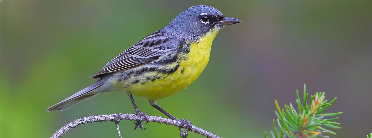 Jewels of Spring: Meet Ten Warblers ABC is Working to Conserve ...