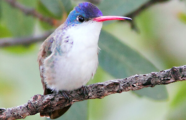 Violet Crowned Hummingbird Female