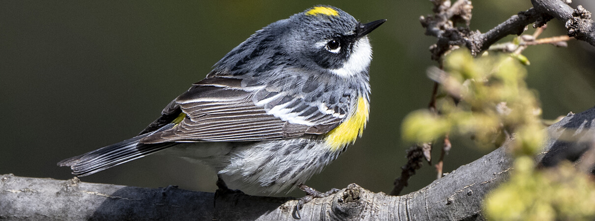 Jewels of Spring: Meet Ten Warblers ABC is Working to Conserve ...