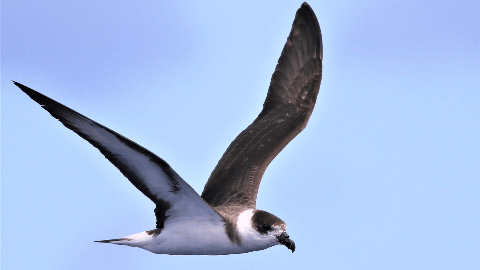 Green and noisy, restored island offers hope for Black-capped Petrel ...