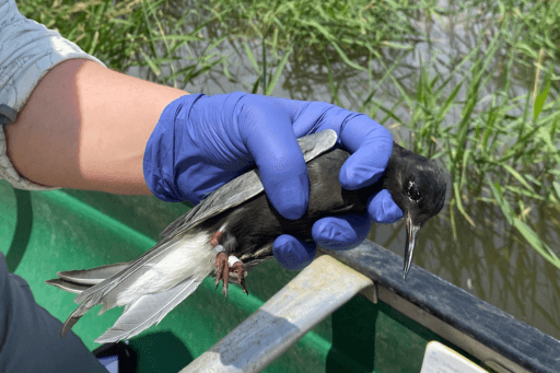 How Do Scientists Track Migrating Birds? A Look at Tracking Tech ...