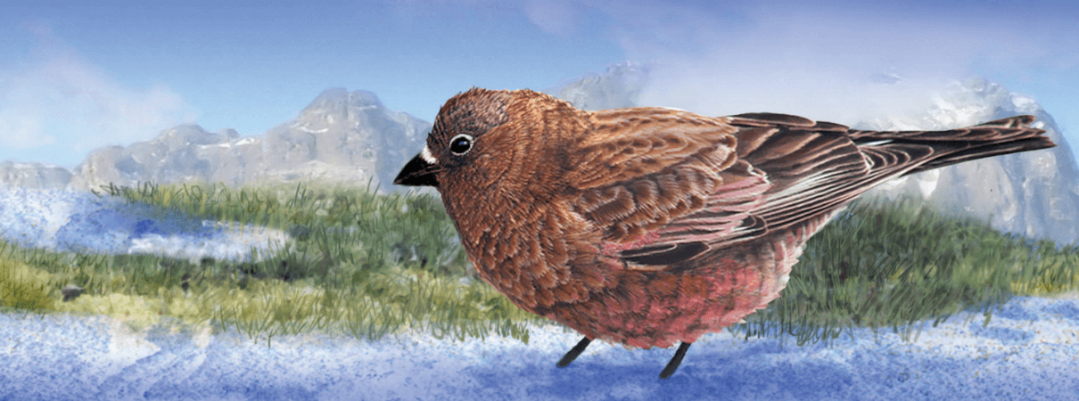 Demystifying Rosy-Finches: Understanding the American West's Off-the ...