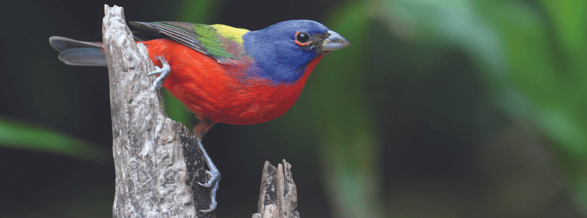 The Eastern Painted Bunting: Flashy Colors, Mixed Fortunes - American ...