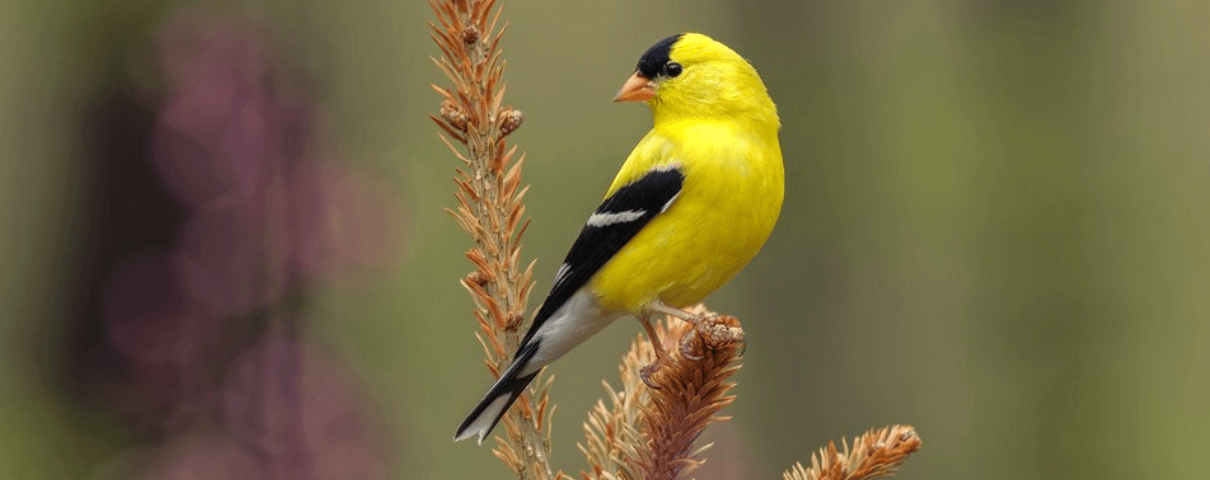 Common Backyard Birds of the United States - American Bird Conservancy