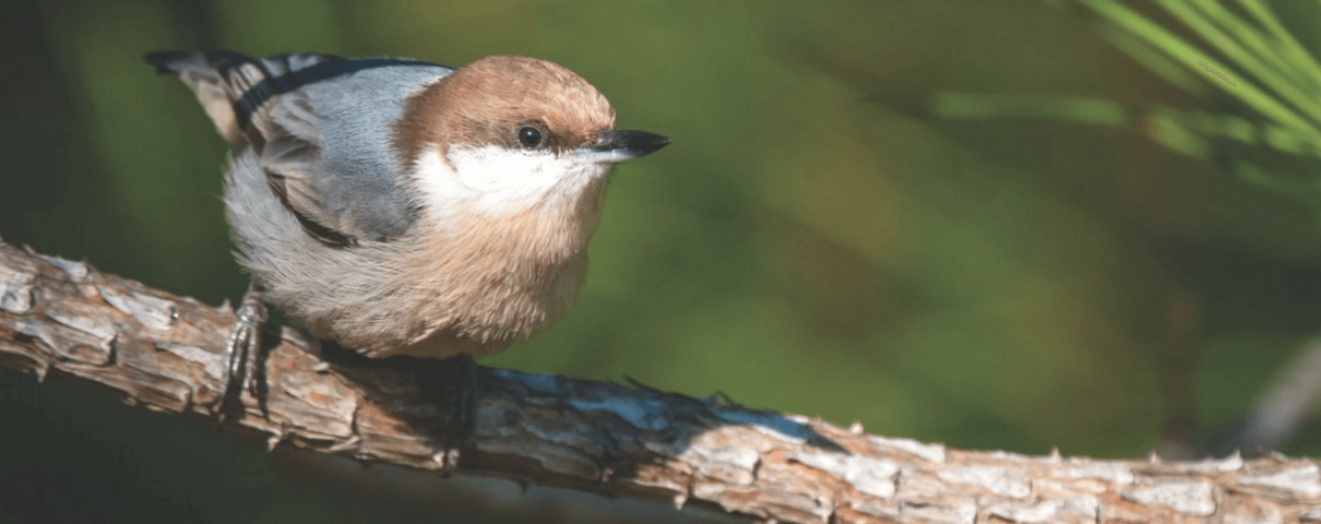 ABC Birding: Current River Hills, Missouri - American Bird Conservancy