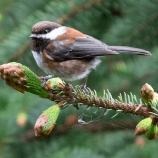 Beloved Backyard Bandits: An Introduction to Chickadees - American Bird ...