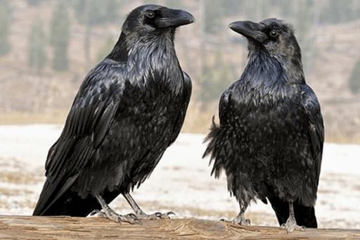 Birds of Virginia: Forest Birds - American Bird Conservancy