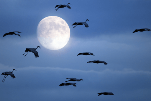 How Do Birds Navigate During Migration? - American Bird Conservancy