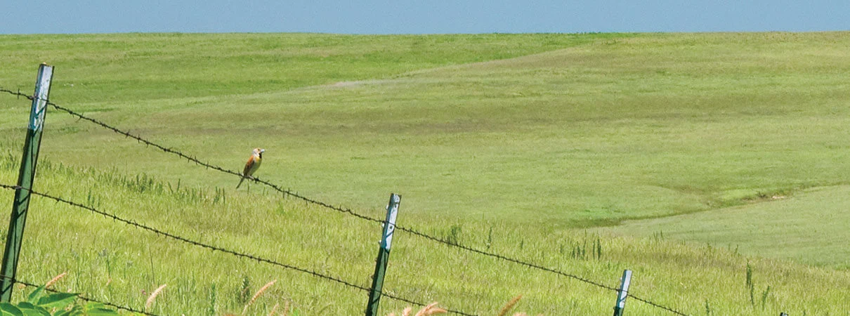 A Banquet for Birds: Conservationists Boost Prairie Birds' Invertebrate ...