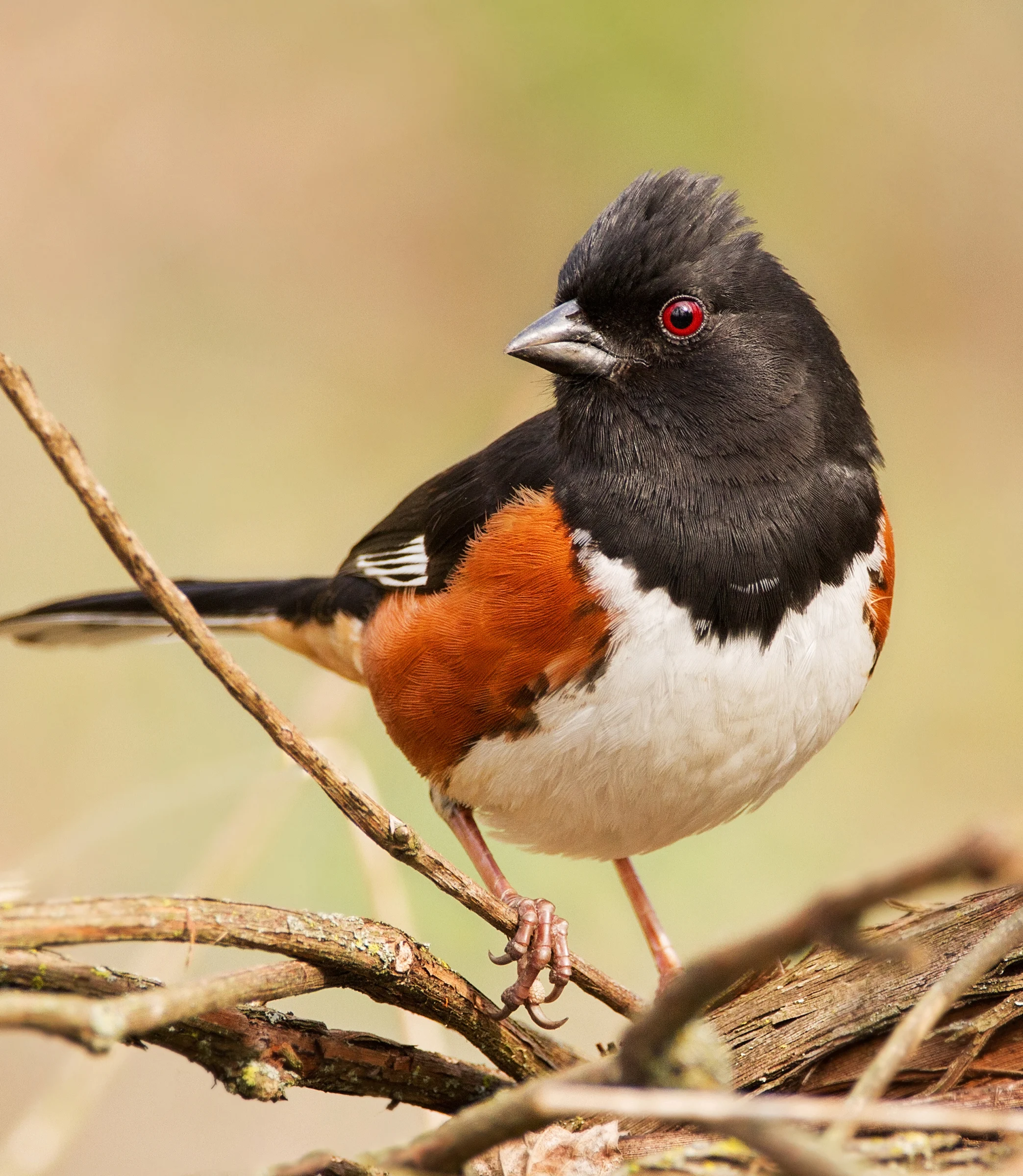 Eastern Towhee - American Bird Conservancy