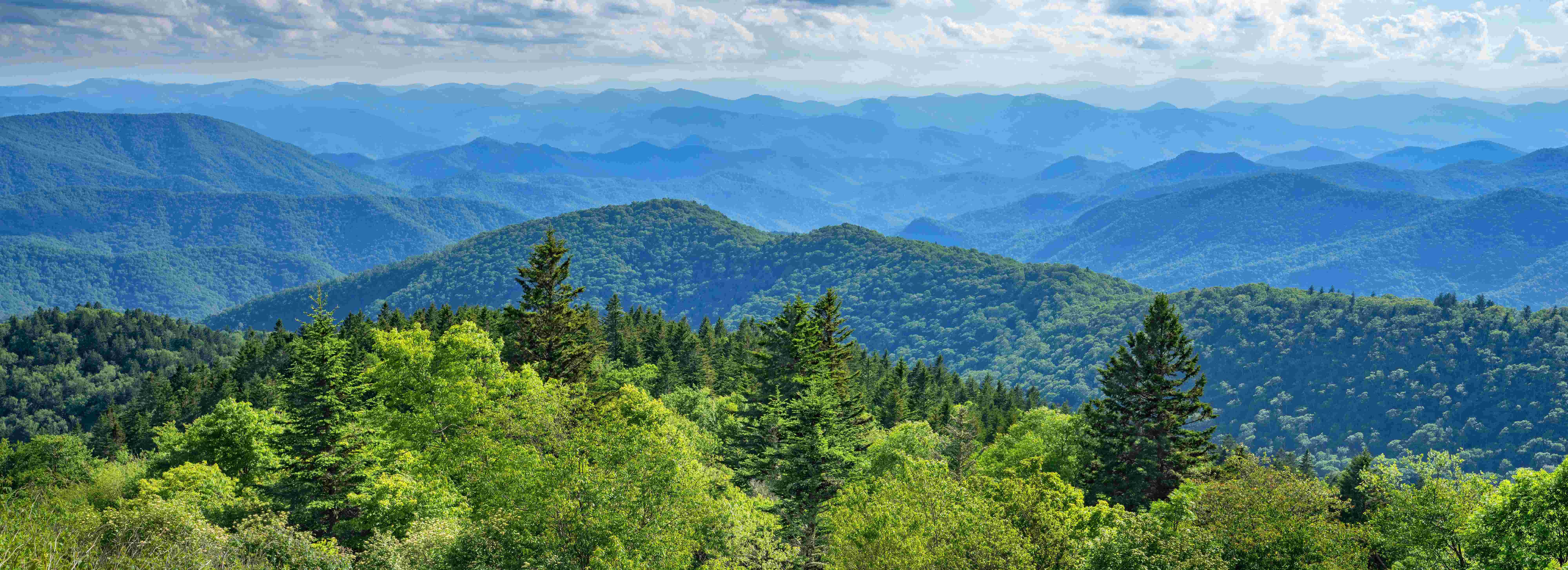 Forest Habitats - American Bird Conservancy