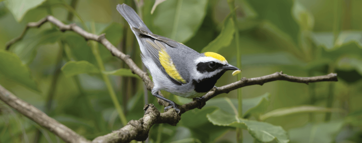Golden-winged Warbler - American Bird Conservancy