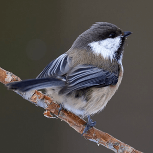 Beloved Backyard Bandits: An Introduction to Chickadees - American Bird ...