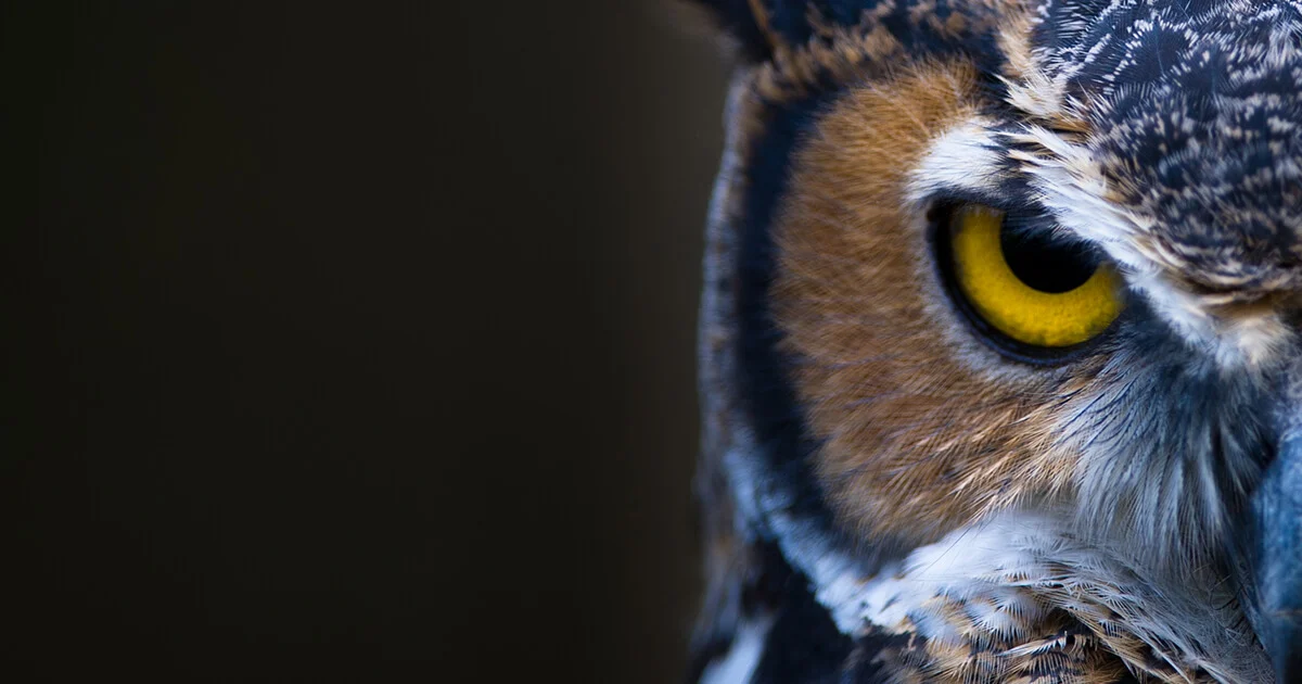 Silent Hunters: Seven Facts About Owls' Hunting and Eating Habits ...