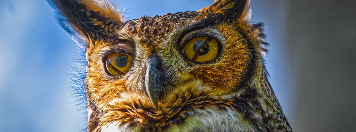 "Owl" Be Seeing You: Amazing Facts About Owl Eyes - American Bird ...