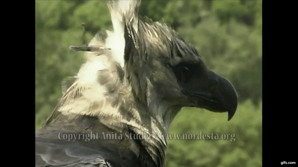 Five Marvelous Birds of the Rainforest - American Bird Conservancy