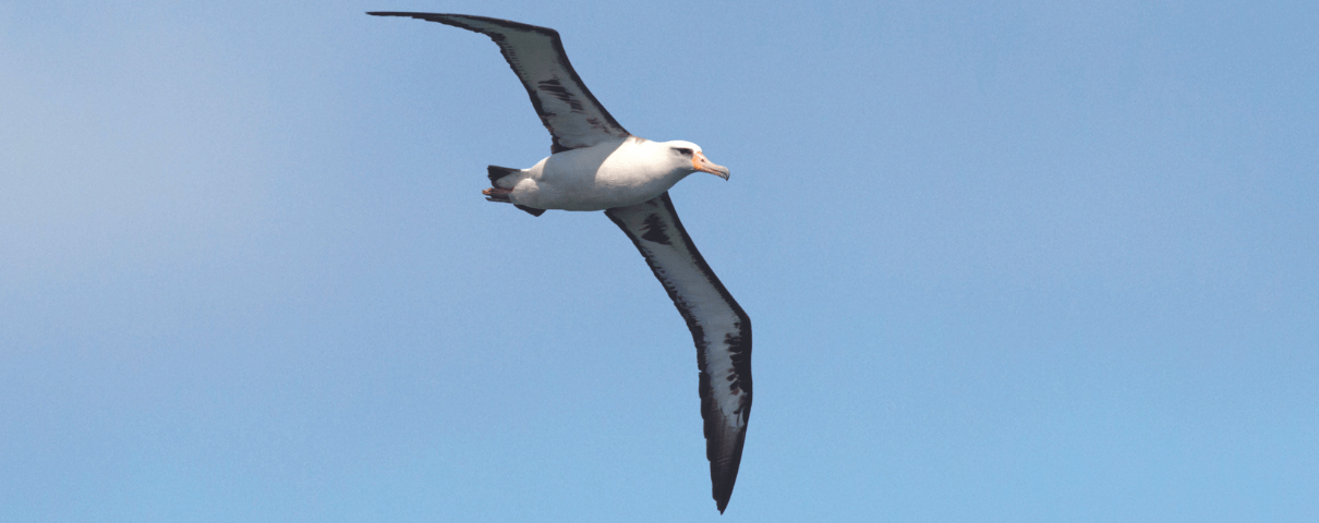 To Sail Like a Seabird: How Wind and Waves Link Sailors, Surfers, and ...