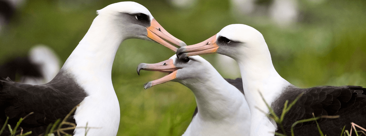Midway Between an Ark and a Hard Place - American Bird Conservancy