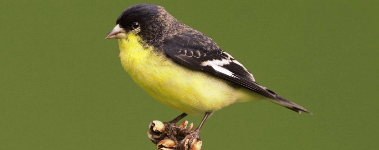 Common Backyard Birds of the United States - American Bird Conservancy