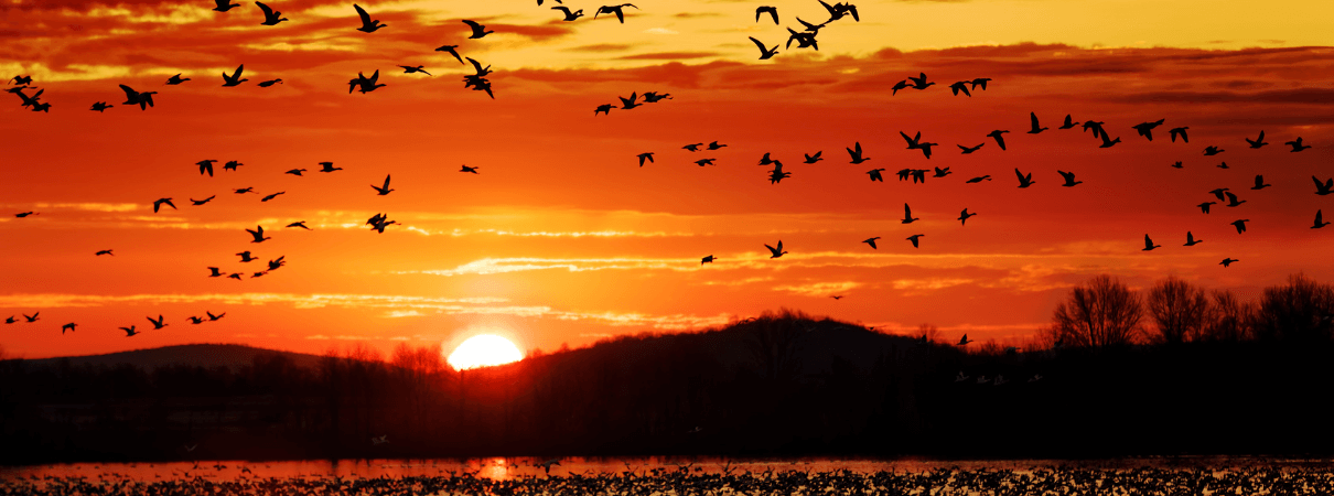 How Do Birds Navigate During Migration? - American Bird Conservancy