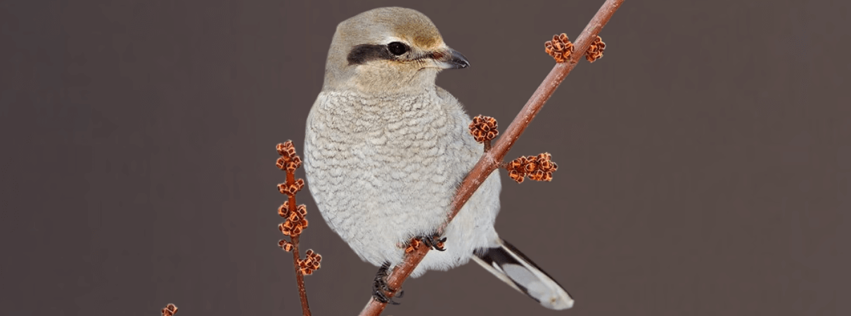 What Makes Shrikes So Unique? Spiked Snacks, Shrieking Calls, and More ...