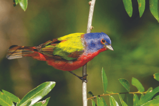 The Eastern Painted Bunting: Flashy Colors, Mixed Fortunes - American ...