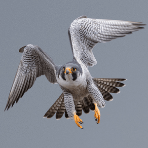 Extraordinary Appendages: An Introduction to Bird Wings - American Bird ...