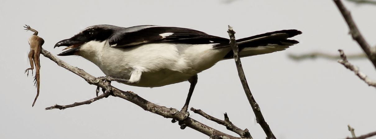 What Makes Shrikes So Unique? Spiked Snacks, Shrieking Calls, and More ...
