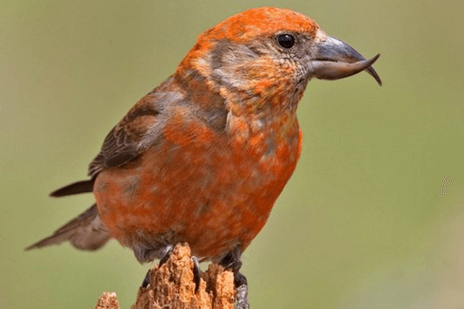 Birds of Virginia: Forest Birds - American Bird Conservancy