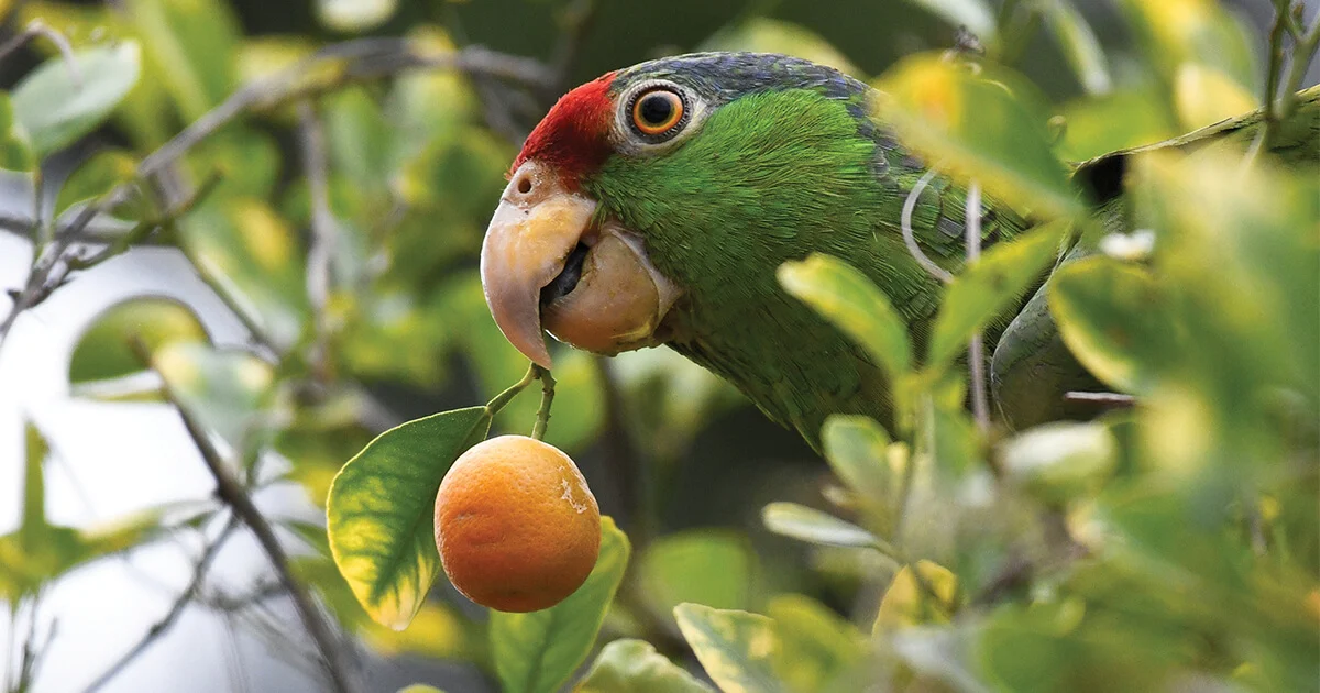 Parrot Paradox: The Unprotected, Endangered Red-crowned Parrot ...