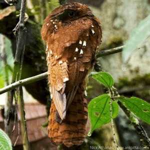 Potoos: Bizarre Nocturnal Birds Hiding in Plain Sight - American Bird ...