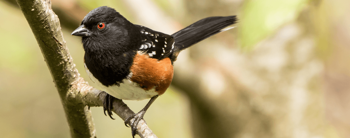 Common Backyard Birds of the United States - American Bird Conservancy