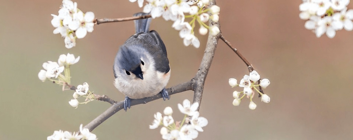 Common Backyard Birds of the United States - American Bird Conservancy