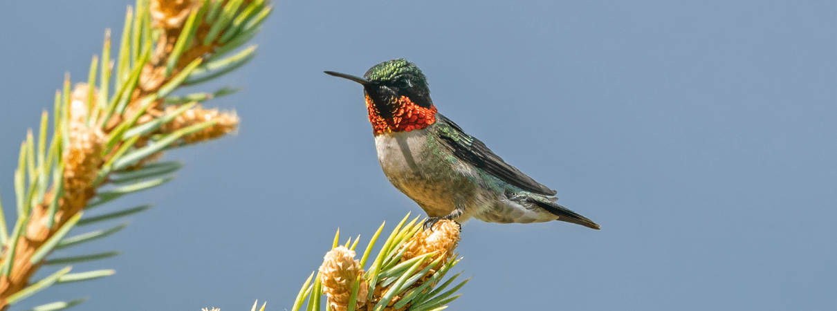 Hummingbirds Lead Intense Lives: How Long Do They Live? - American Bird ...