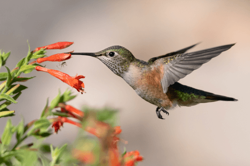 Hummingbirds Lead Intense Lives: How Long Do They Live? - American Bird ...