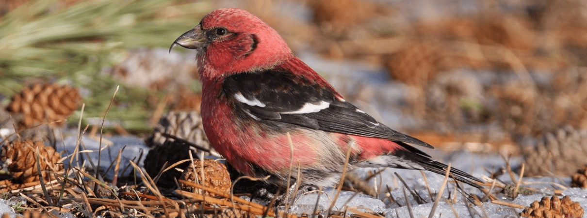 Eight Red Birds to Know in North America - American Bird Conservancy