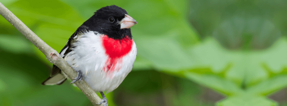 Grosbeaks of North America: Five Need-to-Know Species - American Bird ...