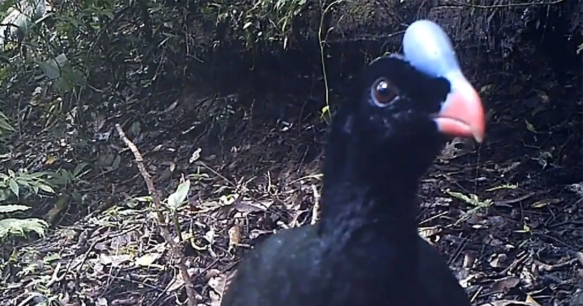 Trail Camera Photos Reveal Wildlife Secrets - American Bird Conservancy
