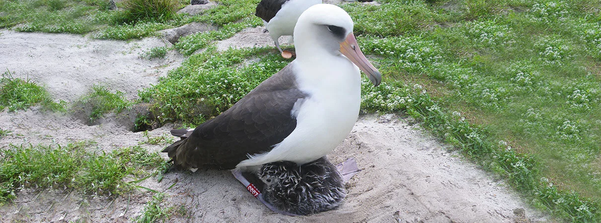 The Surprisingly Complex Science of Bird Longevity - American Bird ...